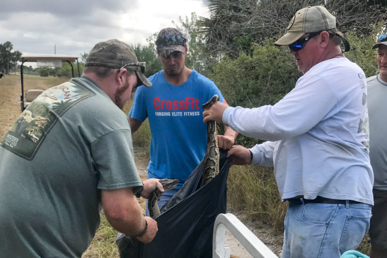 Removing an Invasive 11-Foot Burmese Python - Wooten's Everglades ...