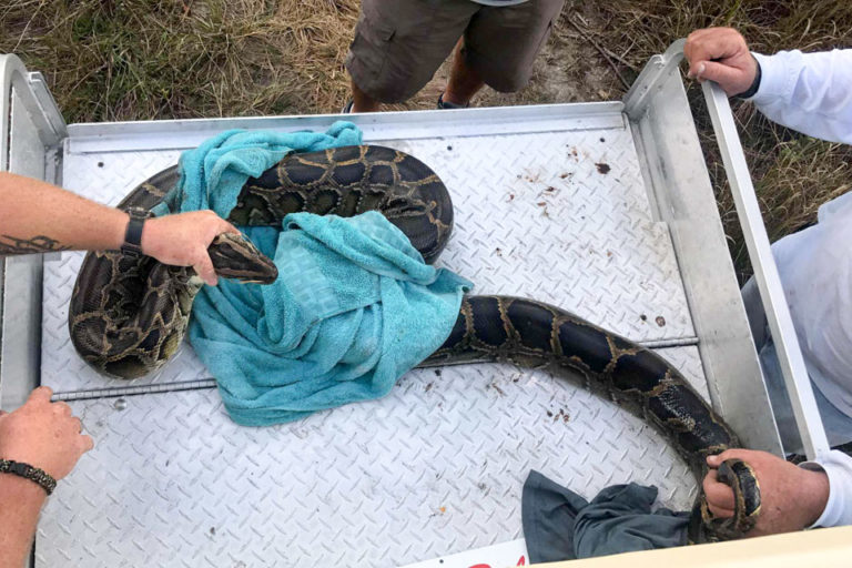 Removing an Invasive 11-Foot Burmese Python - Wooten's Everglades ...