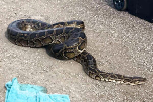Removing an Invasive 11-Foot Burmese Python - Wooten's Everglades ...
