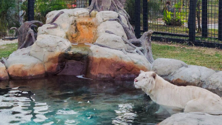 Wooten's New Bengal Tigers, Animal Sanctuary Upgrades, Leopard ...