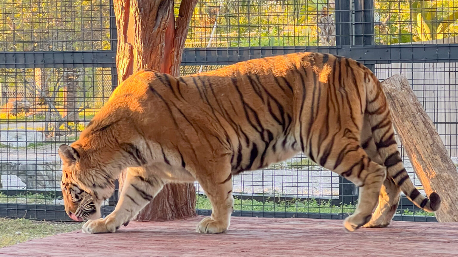 Wooten's New Bengal Tigers, Animal Sanctuary Upgrades, Leopard ...
